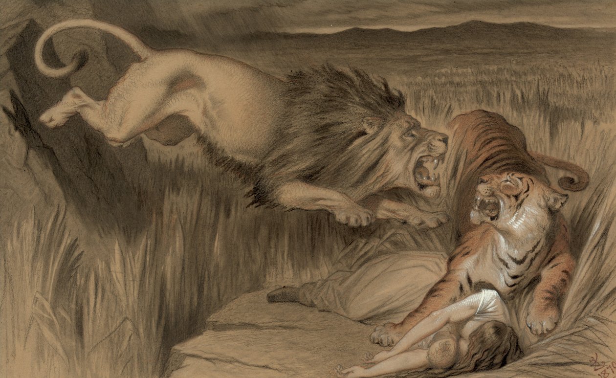 how to draw lion vs tiger